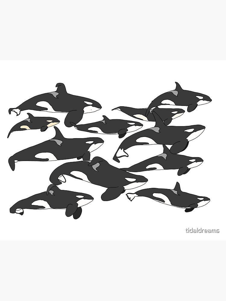 "SeaWorld San Diego Orca Pod" Poster for Sale by tidaldreams | Redbubble