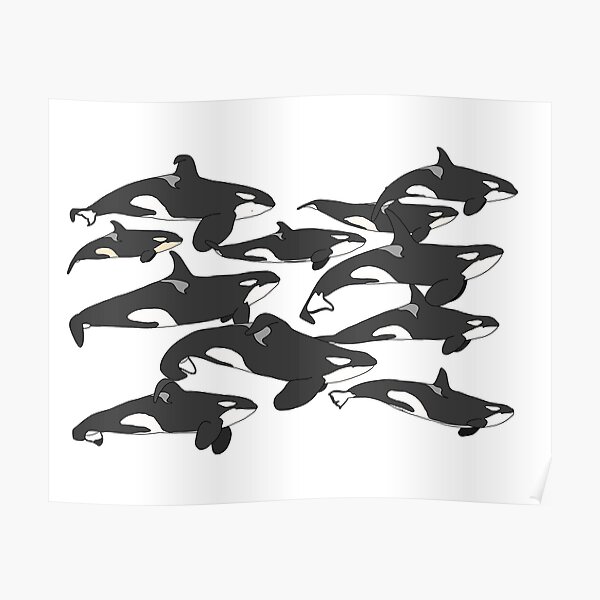 "SeaWorld San Diego Orca Pod" Poster for Sale by tidaldreams | Redbubble