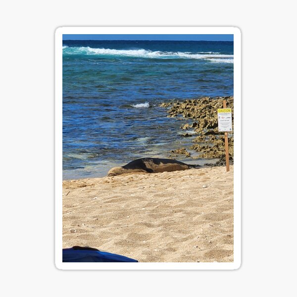"Monk Seal Turtle Bay HI" Sticker for Sale by KalinaVisuals | Redbubble