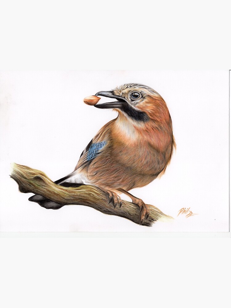 "European Jay" Poster for Sale by Philbomac68 | Redbubble