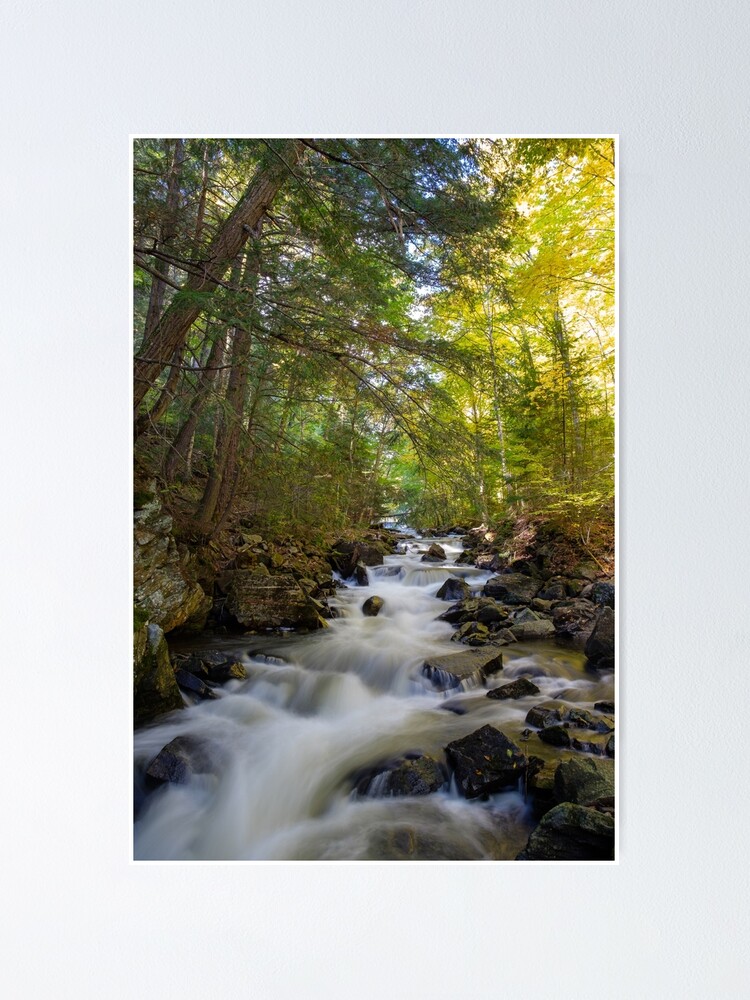 "Stream passing through a forest in Algonquin Park" Poster for Sale by ...