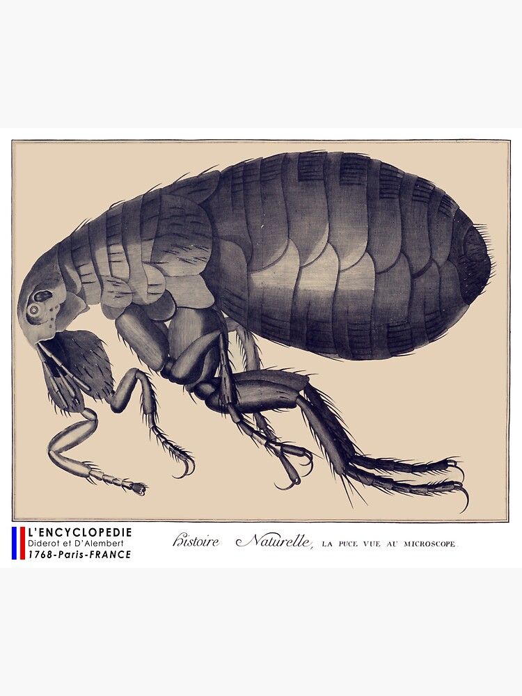 "The flea seen under a microscope" Sticker for Sale by 3-Petits-Lapins ...