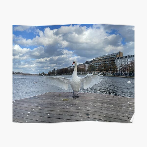 "Swan Angel • October 2022 • The Lakes, Copenhagen" Poster for Sale by ...