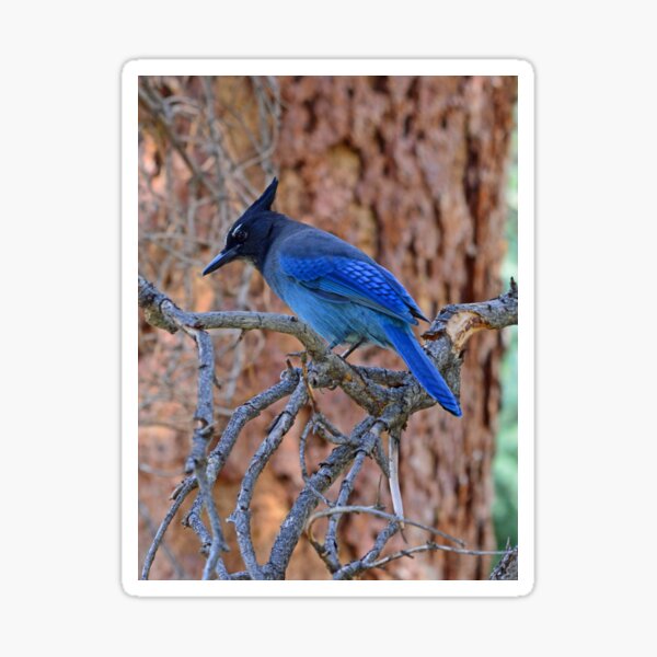 "Stellar! (Jay)" Sticker for Sale by codyvandyke | Redbubble