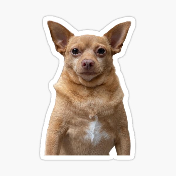 "Macho Cheddar" Sticker for Sale by Cheddariniii | Redbubble