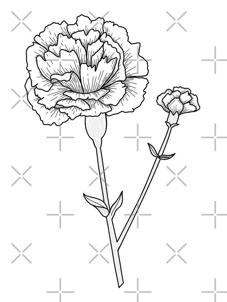 "Carnation Fine Line Drawing" Poster for Sale by BluebellPainter ...