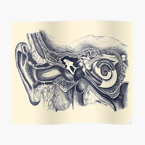 "Inner ear anatomy" Poster by TYillustrations | Redbubble