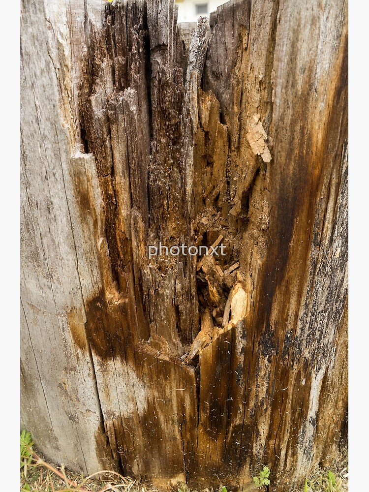 "Wood texture of rotten tree trunk, close-up, texture, background ...