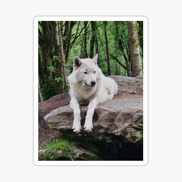 "White wolf " Sticker for Sale by quickmotor | Redbubble