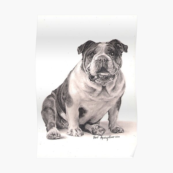 "Bulldog" Poster for Sale by VeriArt | Redbubble