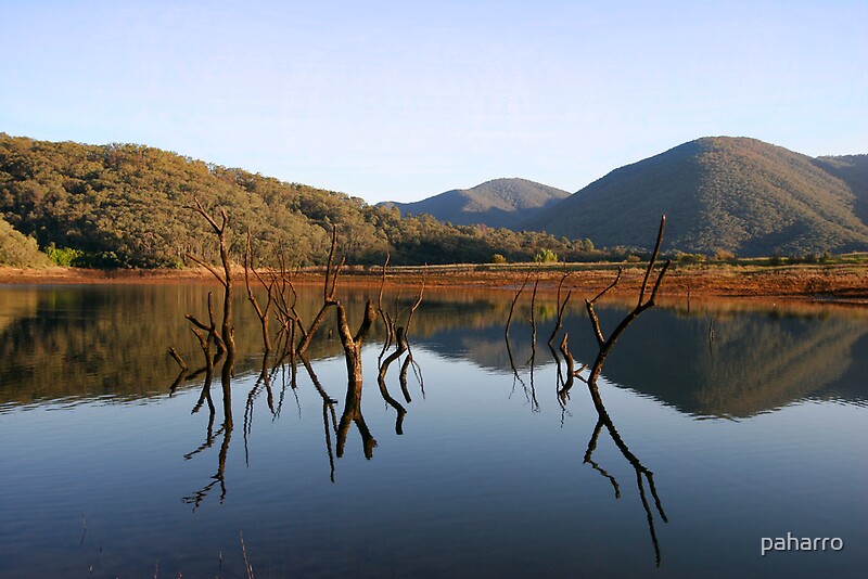 "Drowning Trees" by paharro | Redbubble