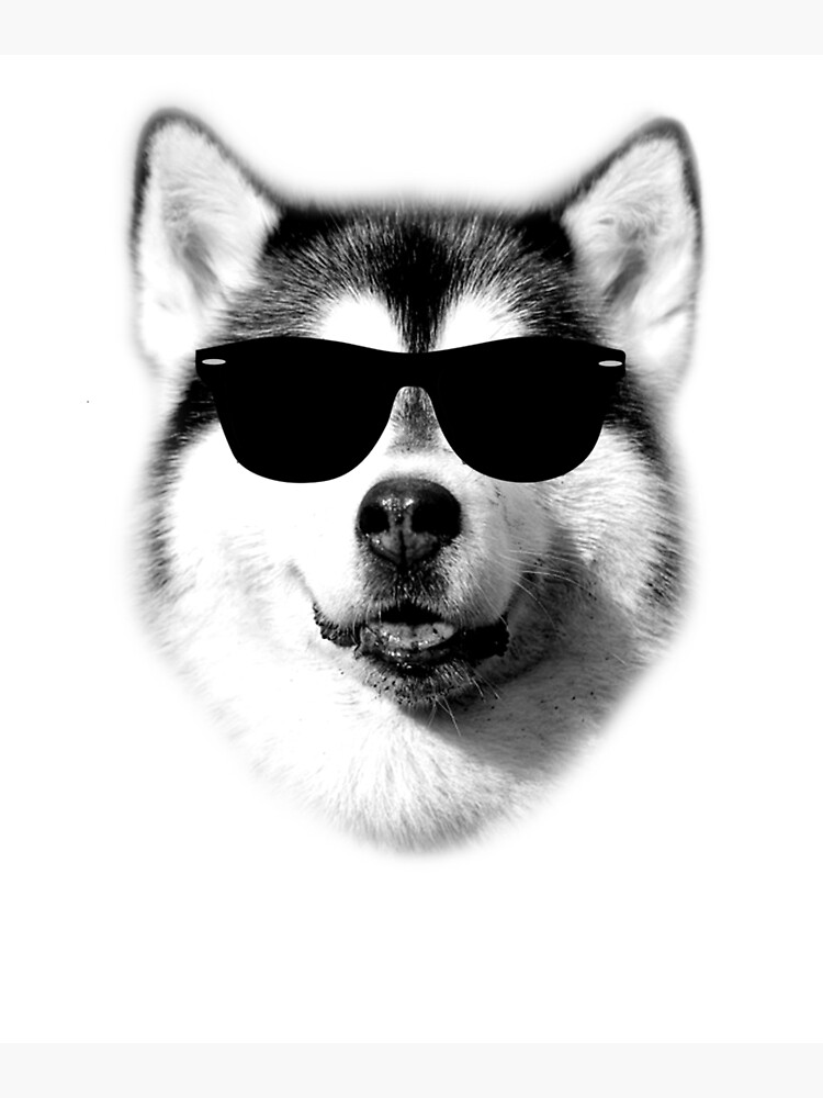 "Cool Siberian Husky with Sunglasses" Photographic Print by ...