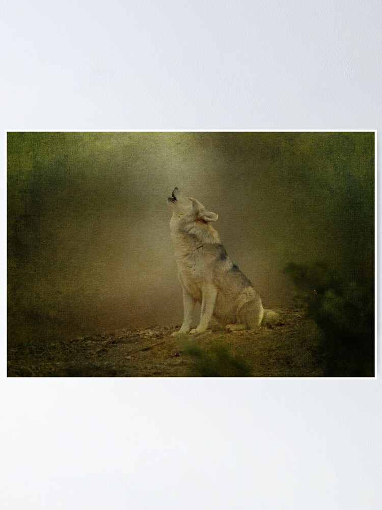"Wolf Howling" Poster by SandyK | Redbubble