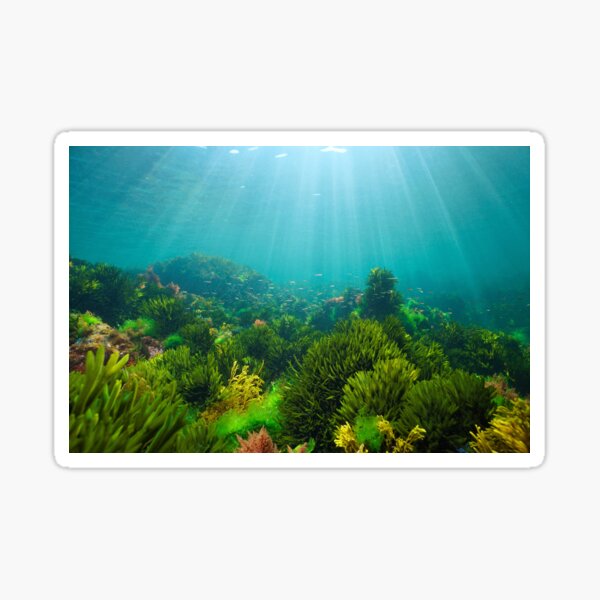 "Algae on the ocean floor with natural sunlight underwater seascape ...