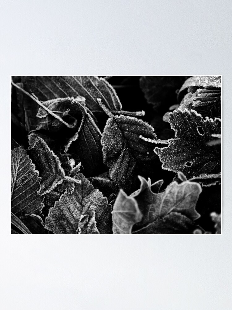 "Frost covered leaves - Agalloch "Marrow of the Spirit" -Veleda ...