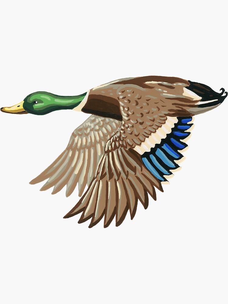 "Mallard Duck" Sticker for Sale by paintedpansy | Redbubble