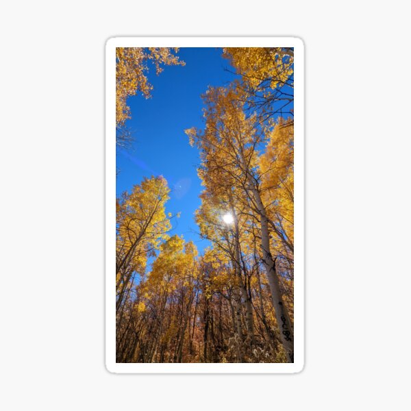 "Aspen trees in autumn" Sticker for Sale by EmbersDaylight | Redbubble
