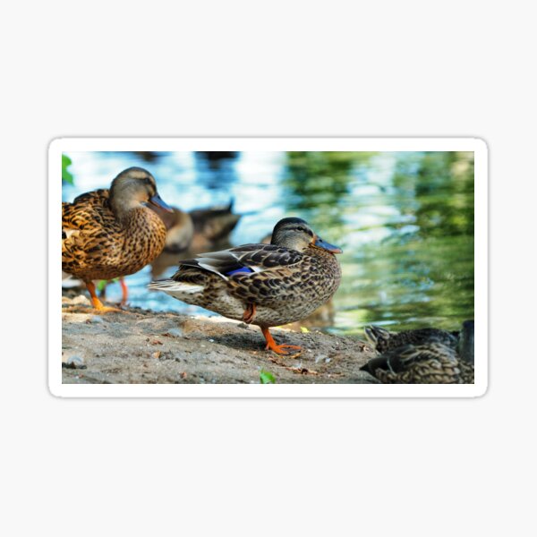 "Mallard Duck Standing On One Leg" Sticker for Sale by BackyardBirder ...