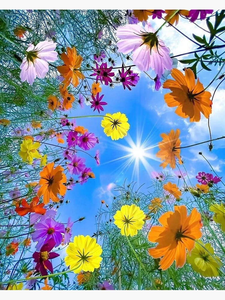 "flower poster / floral poster / indoor poster / colourfull poster ...