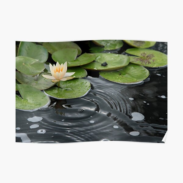 "Rain Drop Ripple - Lily Pad" Poster by picturedlcphoto | Redbubble