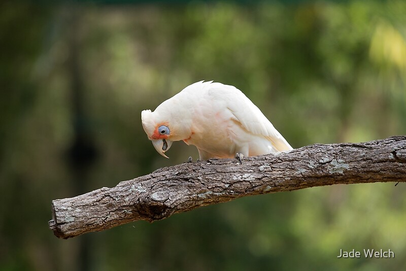 "Eastern Long-billed Corella" by Jade Welch | Redbubble