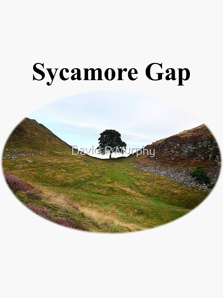 "Sycamore Gap" Sticker for Sale by DavidRMurphy | Redbubble