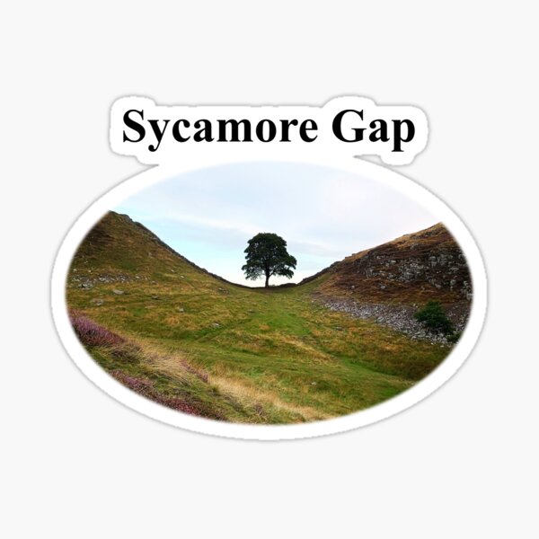 "Sycamore Gap" Sticker for Sale by DavidRMurphy | Redbubble