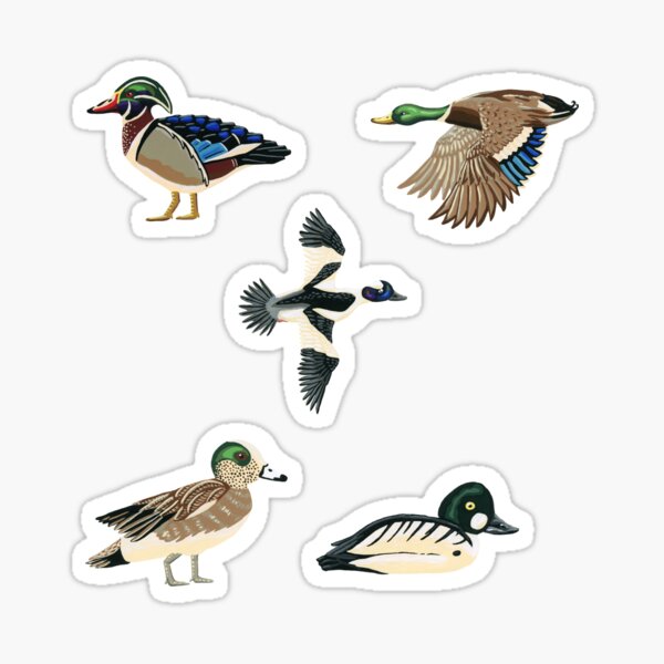 "North American Ducks" Sticker for Sale by paintedpansy | Redbubble