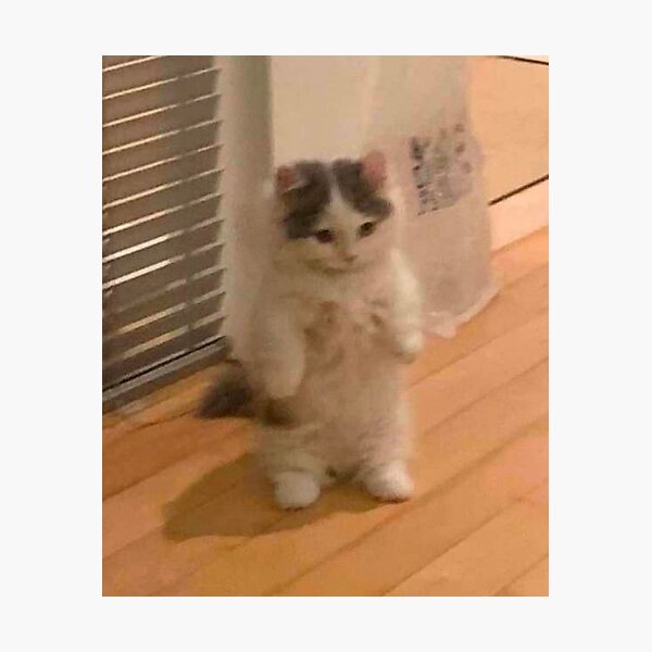 "Standing kitten meme " Photographic Print for Sale by satanwithmoxie ...