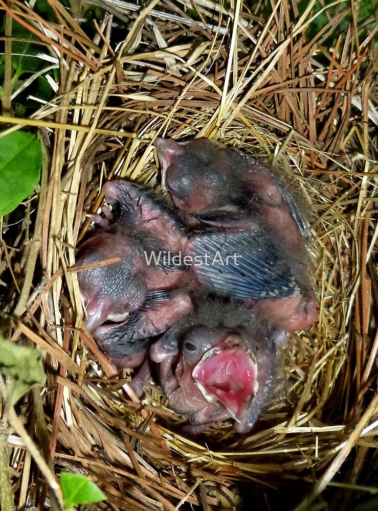 "Baby Red Birds" by WildestArt | Redbubble