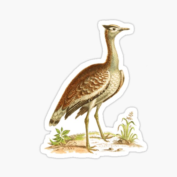 "The Arabian bustard (Ardeotis arabs) Bird HD vintage image from ...