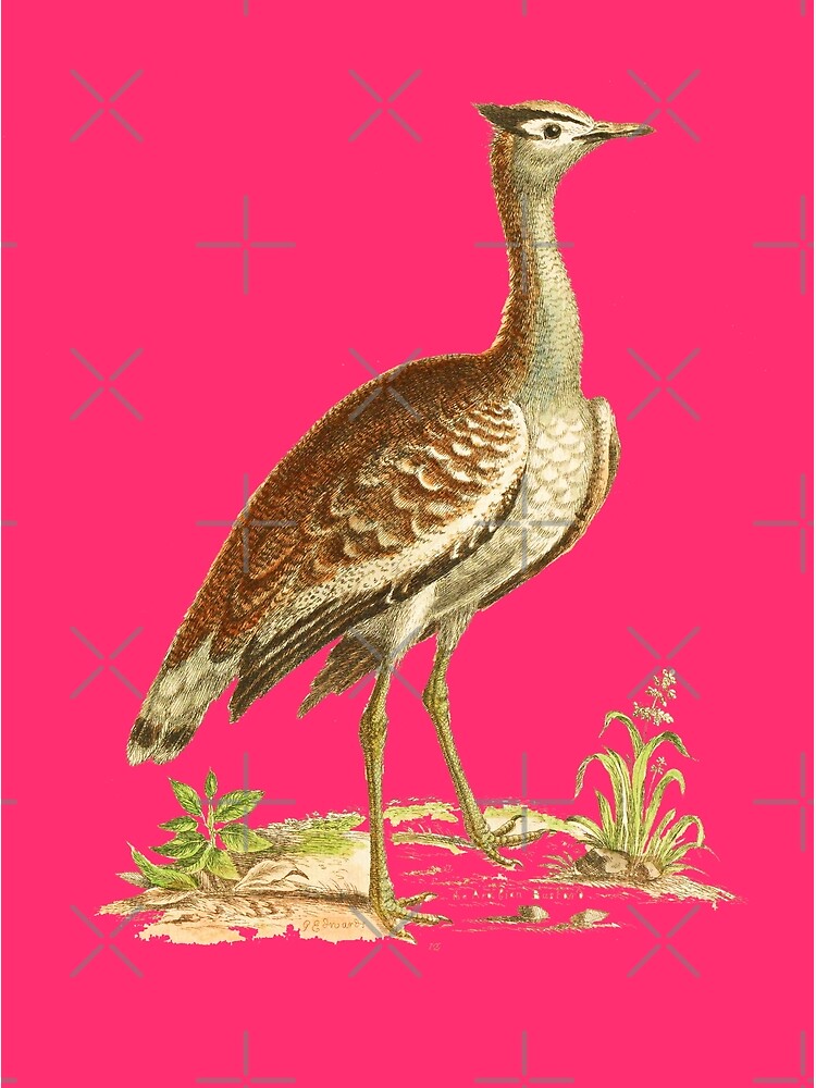 "The Arabian bustard (Ardeotis arabs) Bird HD vintage image from ...