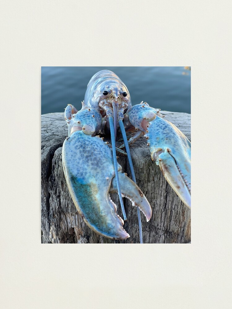 Impression photo « Homard bleu Tiktok Meme mis à l'échelle », par ...