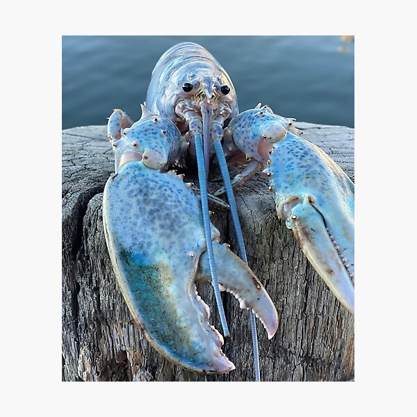 Impression photo « Homard bleu Tiktok Meme mis à l'échelle », par ...