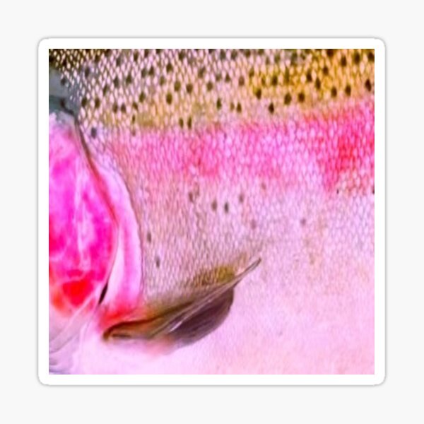 "Vibrant Rainbow Trout Skin Pattern" Sticker for Sale by CJRPics ...