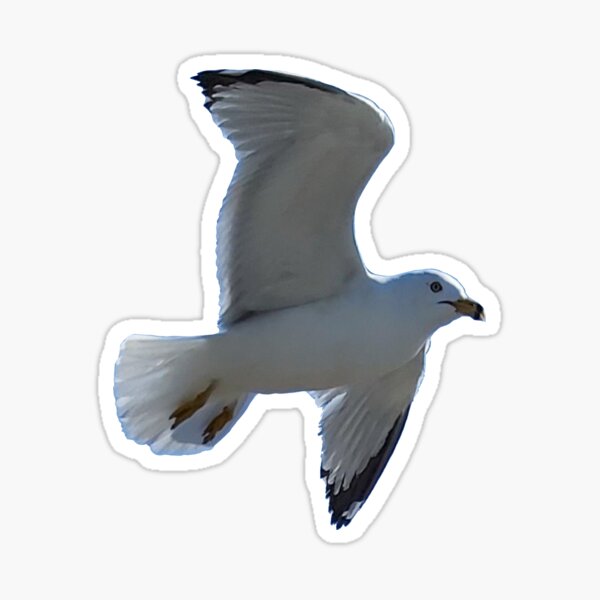 "Soaring Seagull" Sticker for Sale by LLC-Designs | Redbubble
