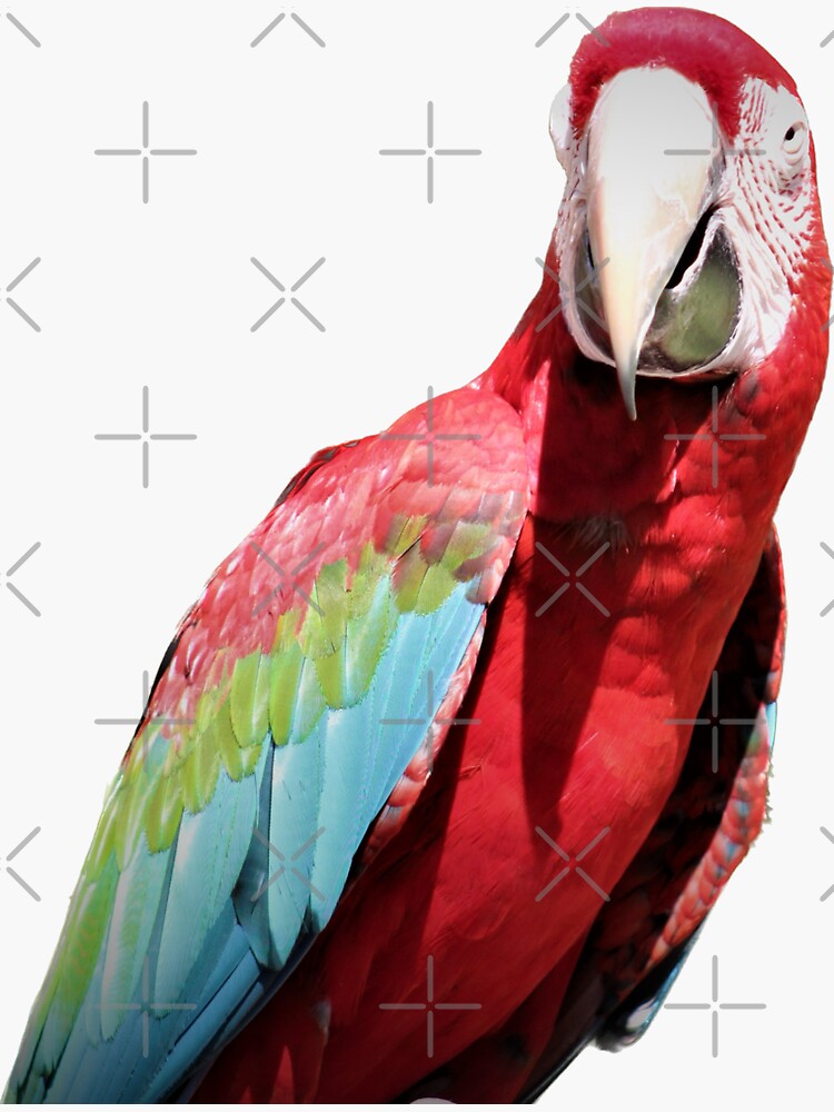 "red parrot backgroundless photograph" Sticker for Sale by ...