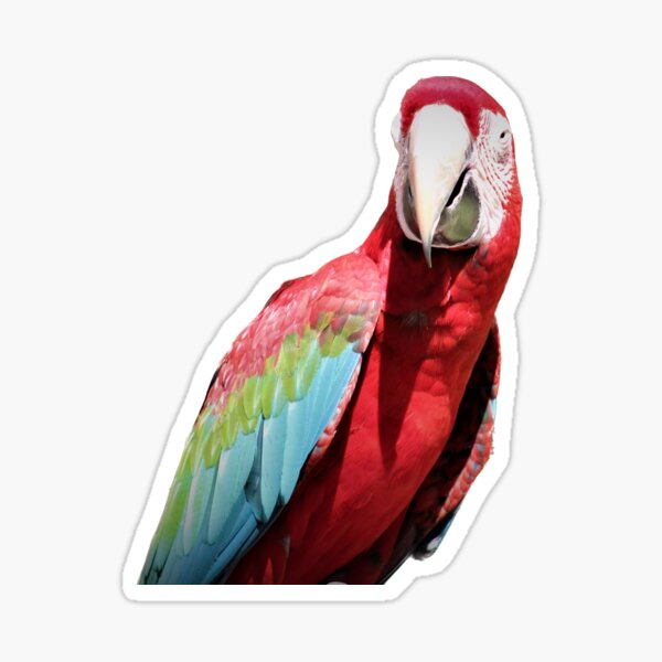 "red parrot backgroundless photograph" Sticker for Sale by ...