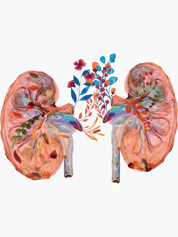 Sticker for Sale avec l'œuvre « Art d'urologie anatomique de rein d ...