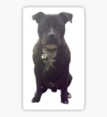 Staffy: Stickers | Redbubble