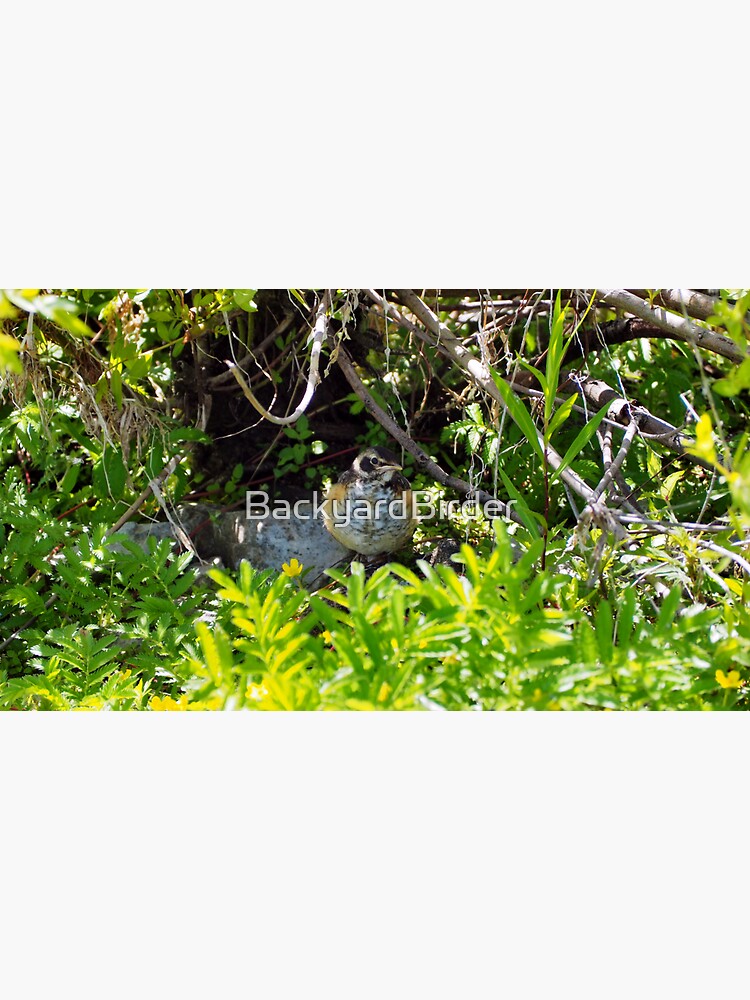 "A Juvenile American Robin Hiding In A Bush" Sticker for Sale by ...