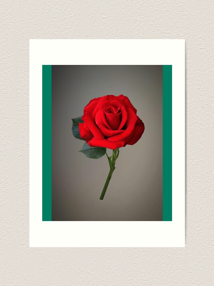 "Red Rose Flower " Art Print for Sale by ShayleeLofton | Redbubble