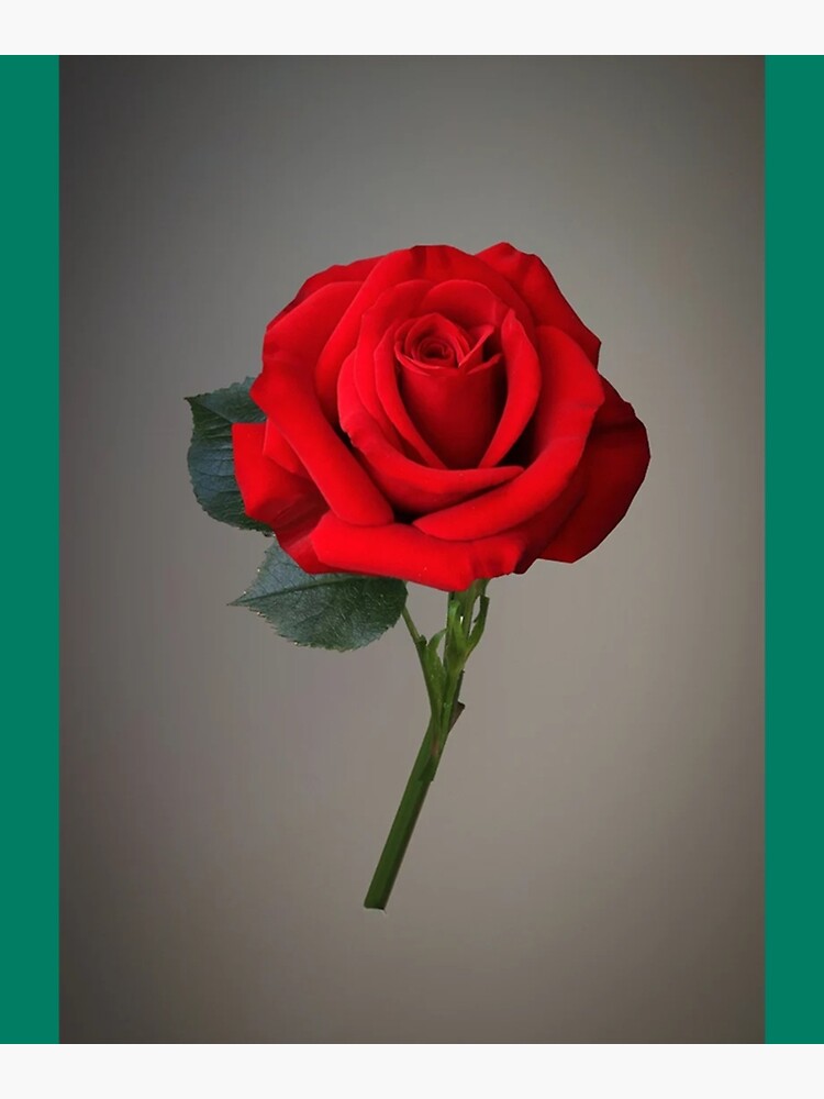 "Red Rose Flower " Art Print for Sale by ShayleeLofton | Redbubble