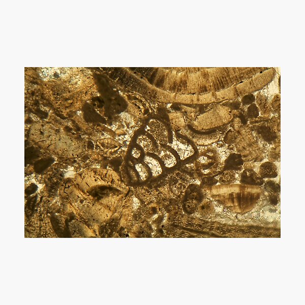 "Thin section of Miocene limestone under the microscope" Photographic ...
