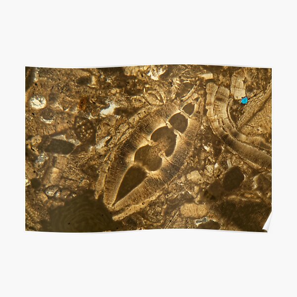 "Thin section of Miocene limestone under the microscope" Poster for ...