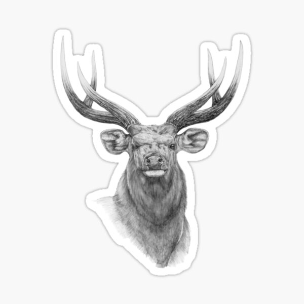 "Sambar Stag Drawing" Sticker for Sale by TeeFL | Redbubble