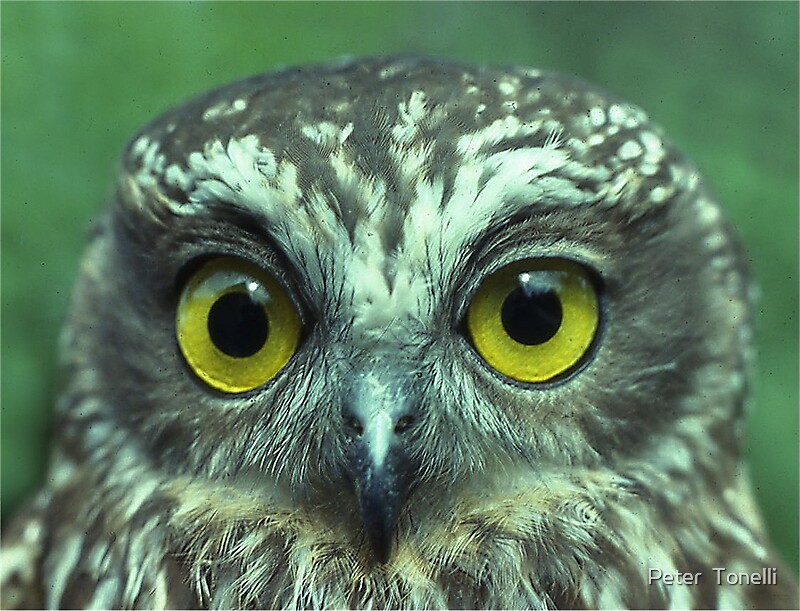 "Portrait of a Southern Boobook owl" by Peter Tonelli | Redbubble