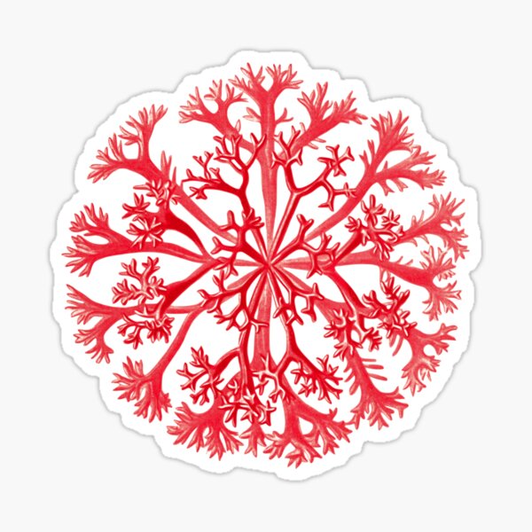 "Sea Moss" Sticker for Sale by Ephemerae | Redbubble