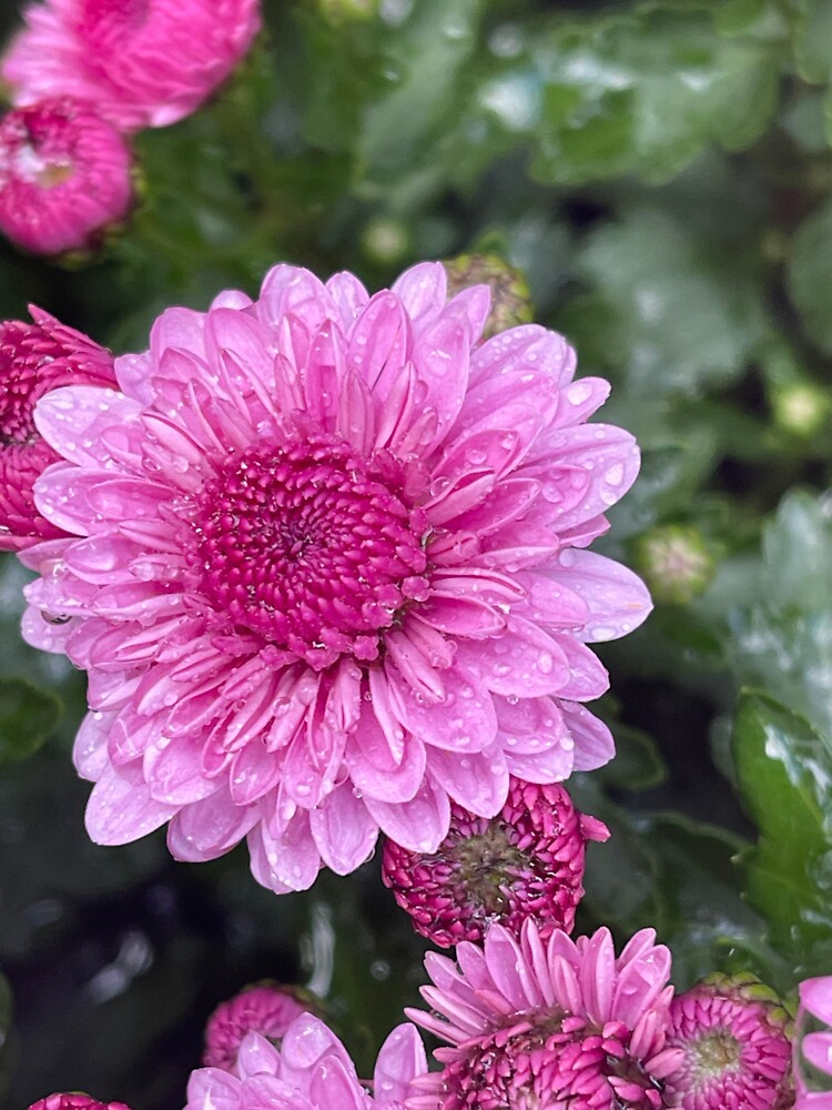 "Mum, pink, flower, fall, autumn " Sticker for Sale by BuddingRosecom ...