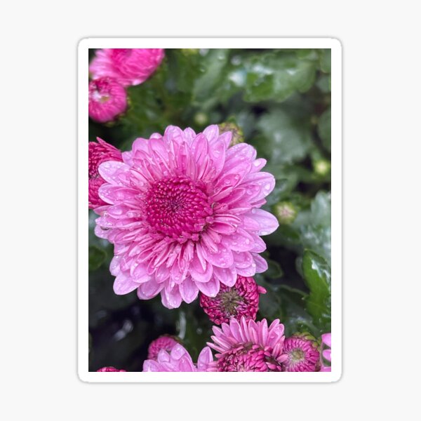 "Mum, pink, flower, fall, autumn " Sticker for Sale by BuddingRosecom ...